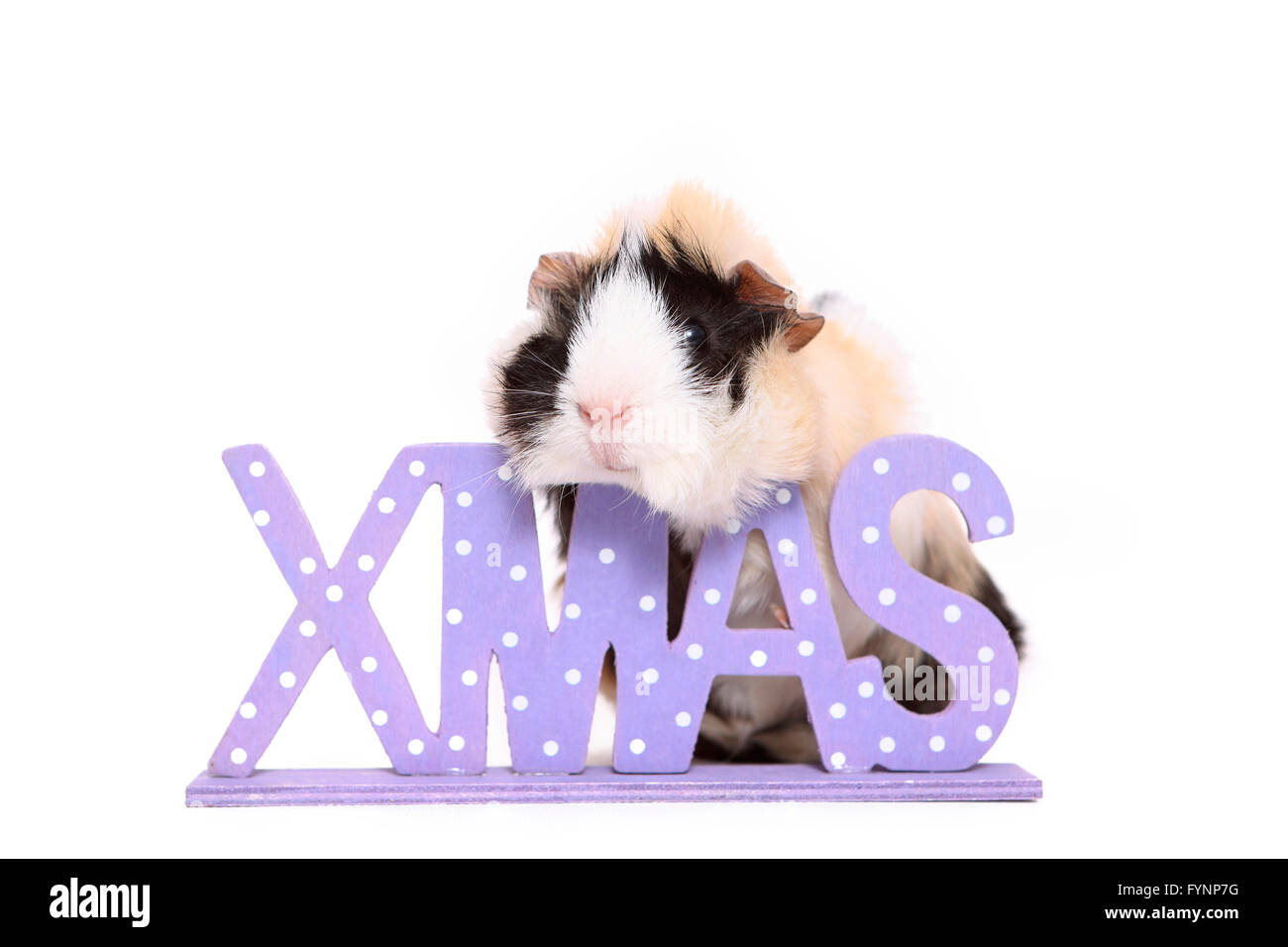 Guinea pig christmas Cut Out Stock Images & Pictures - Alamy