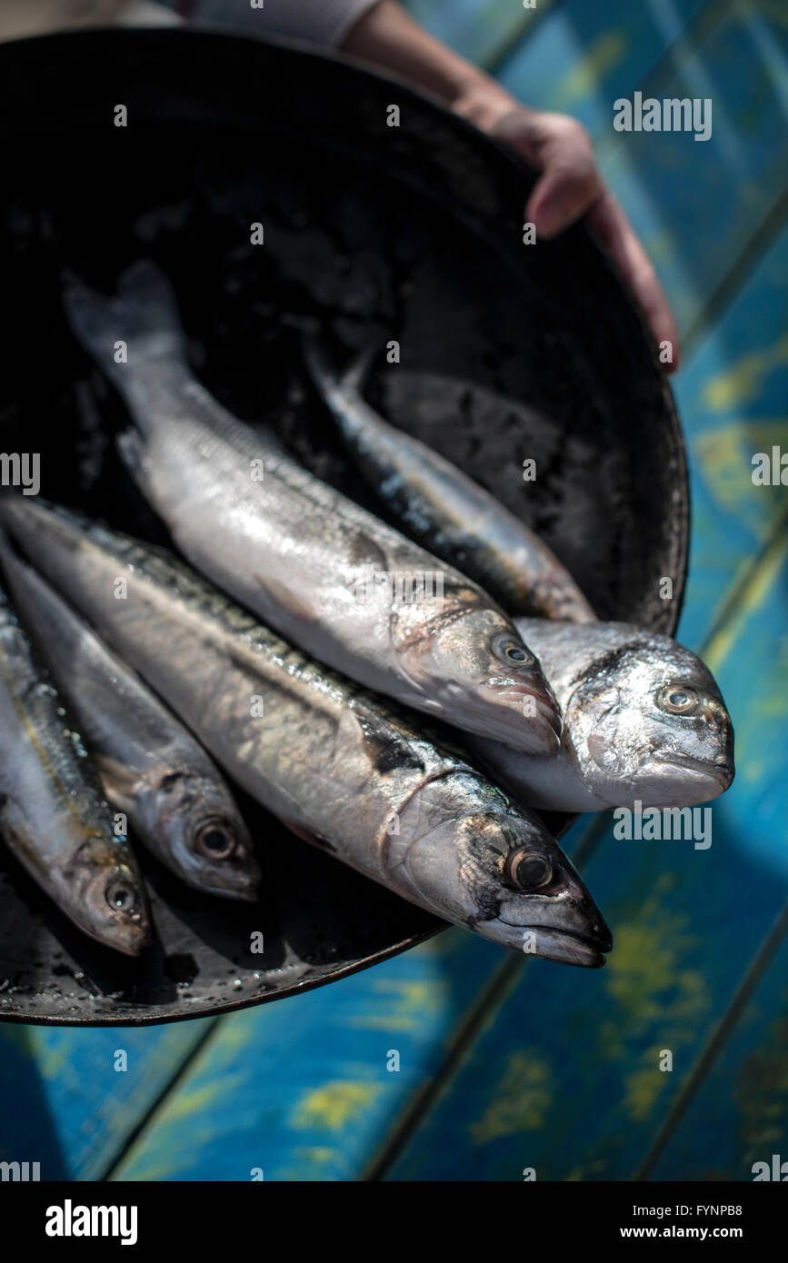 Raw fish. Sea bream, sea bass, mackerel and sardines. Blue wooden ...