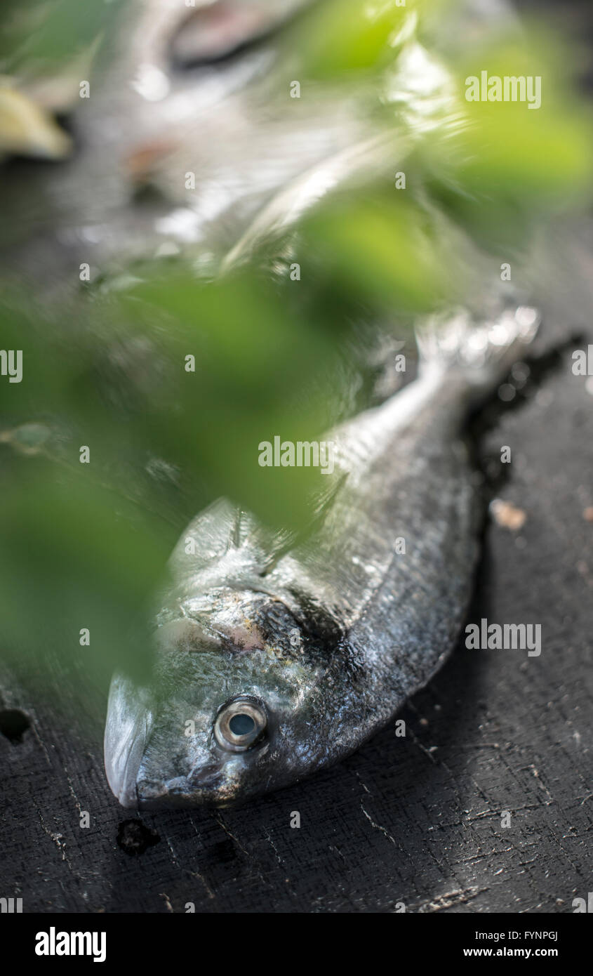 Sea bream hi-res stock photography and images - Alamy
