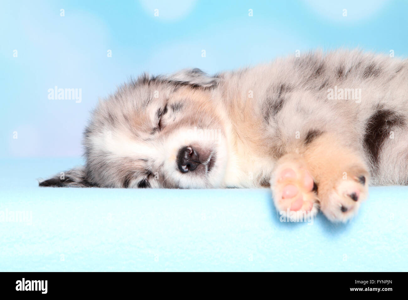 My Miniature American Shepherd Snores In Its Sleep