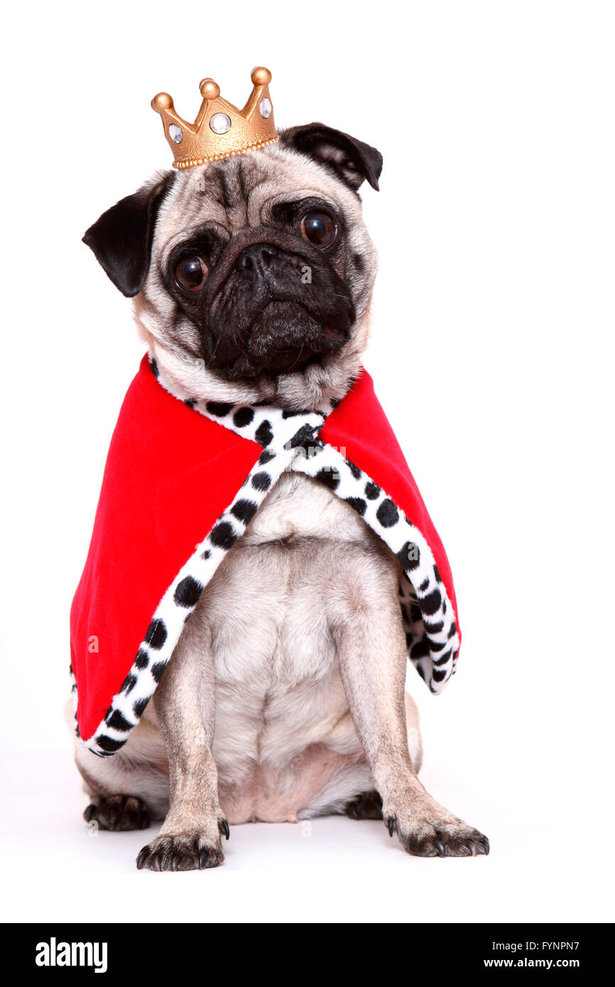 Pug. Bitch sitting, wearing crown and robe. Studio picture against a ...
