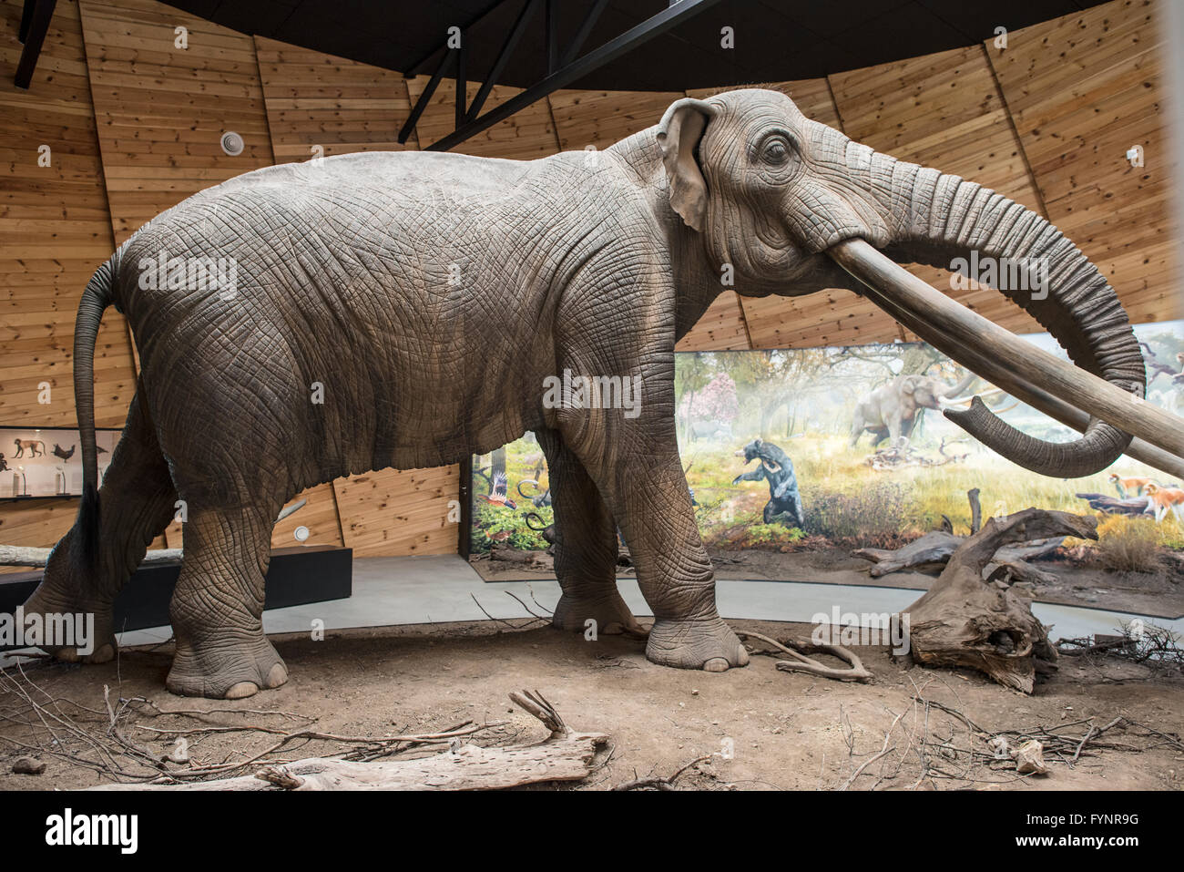 Mastodon hi-res stock photography and images - Alamy