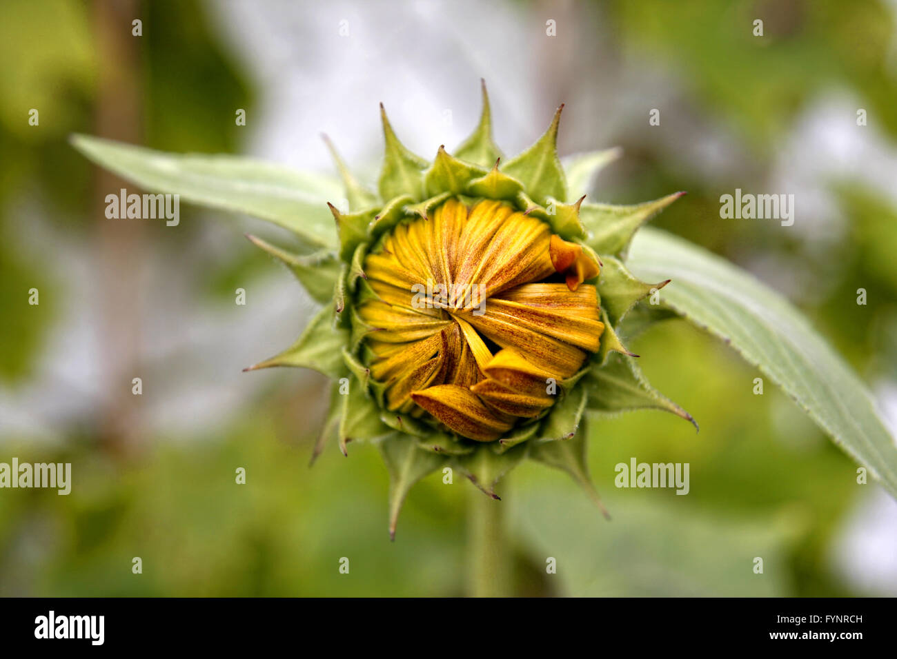 Yellow sunflower with closed petals Stock Photo - Alamy
