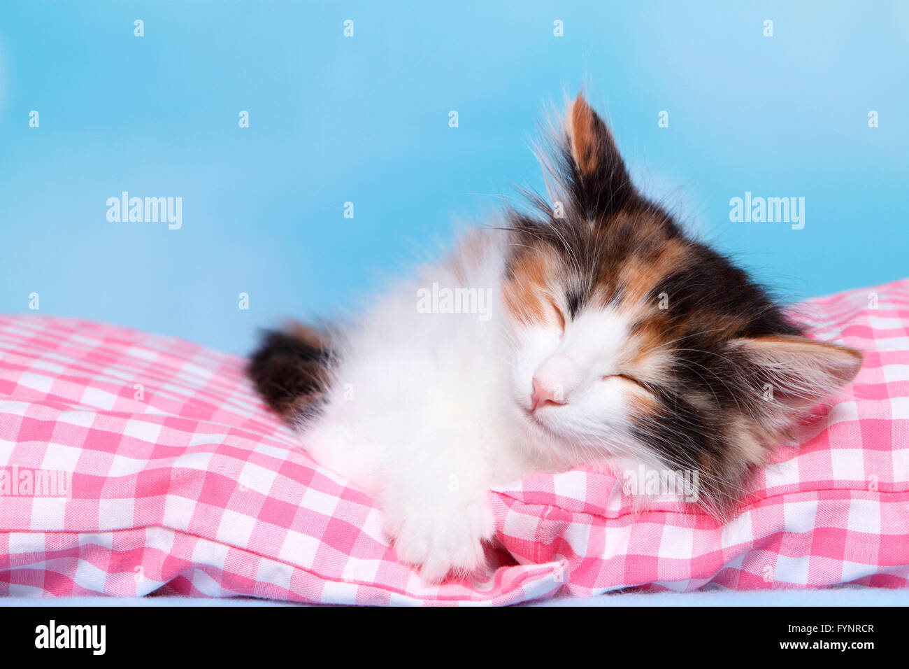 Norwegian Forest Cat. Kitten sleeping on a checkerd pillow. Studio ...