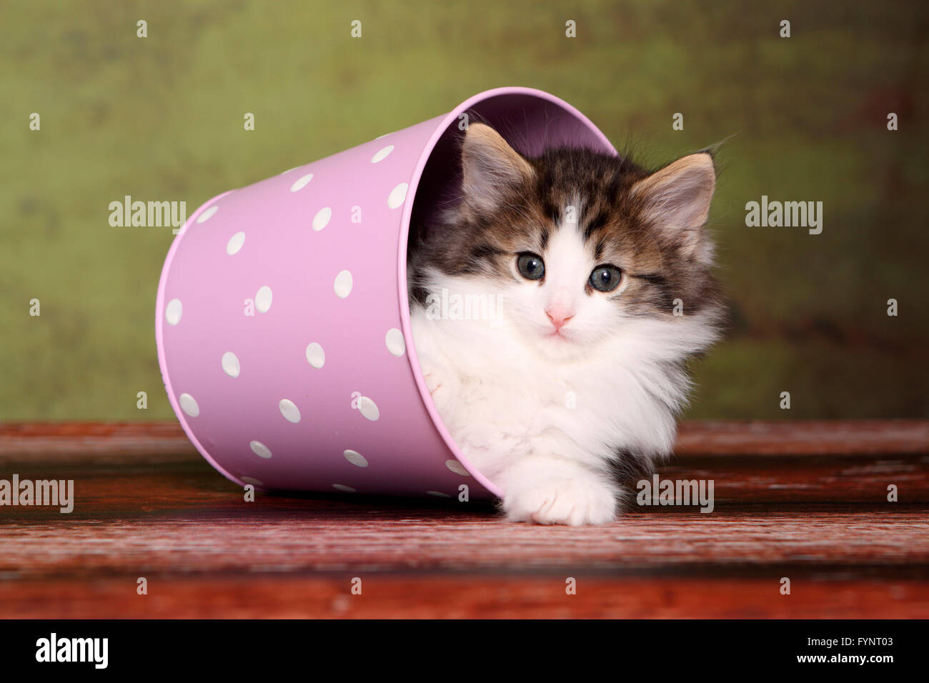 Norwegian Forest Cat Kitten White
