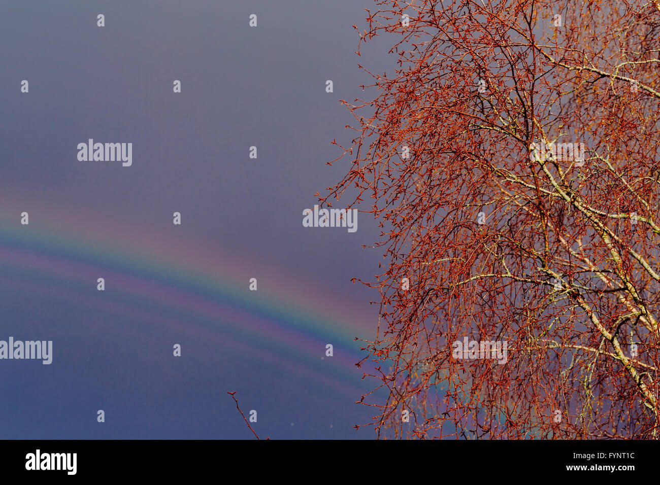Dry tree against a rainbow Stock Photo - Alamy