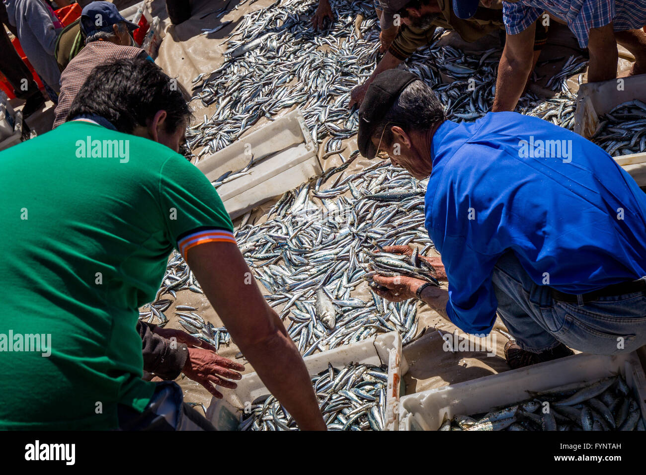 Fishermen sorting fishes hi-res stock photography and images - Alamy