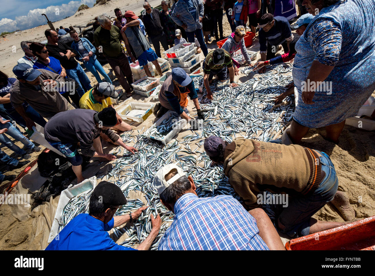 Fishermen sorting fishes hi-res stock photography and images - Alamy