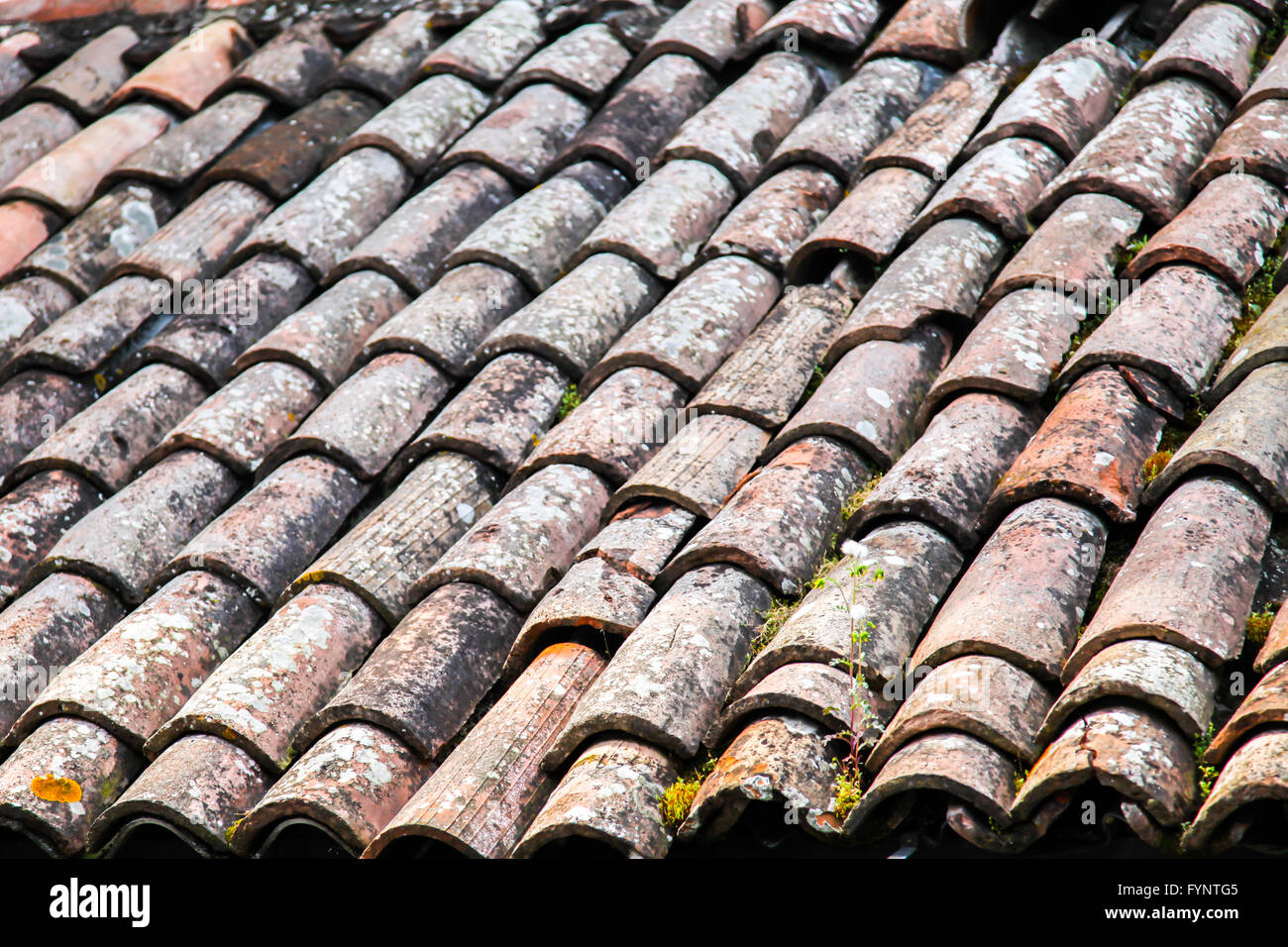 Weathered roof top with plants growing on it Stock Photo - Alamy
