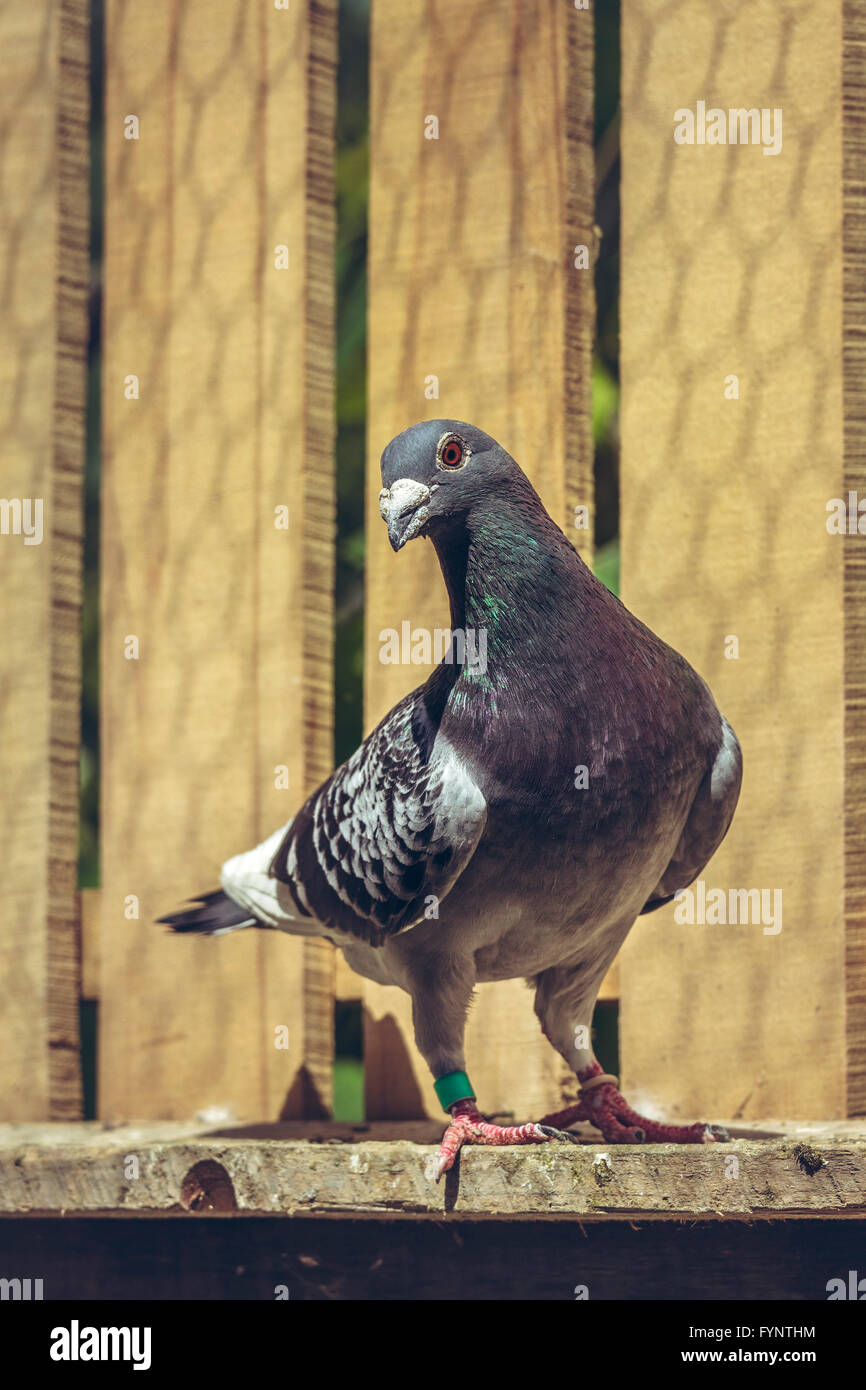 Grey racing pigeon male inside a wooden loft Stock Photo - Alamy