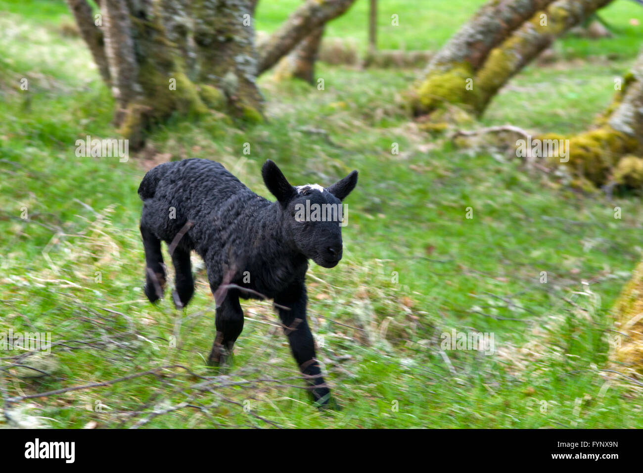 Black sheep small black sheep hi-res stock photography and images - Alamy