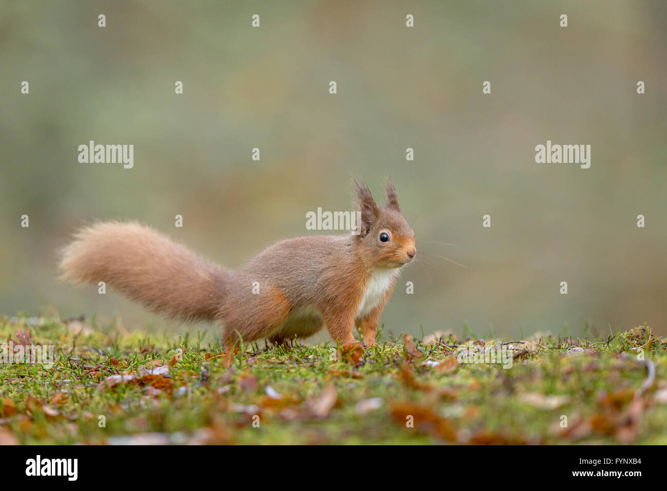Squirrel woodland floor hi-res stock photography and images - Alamy