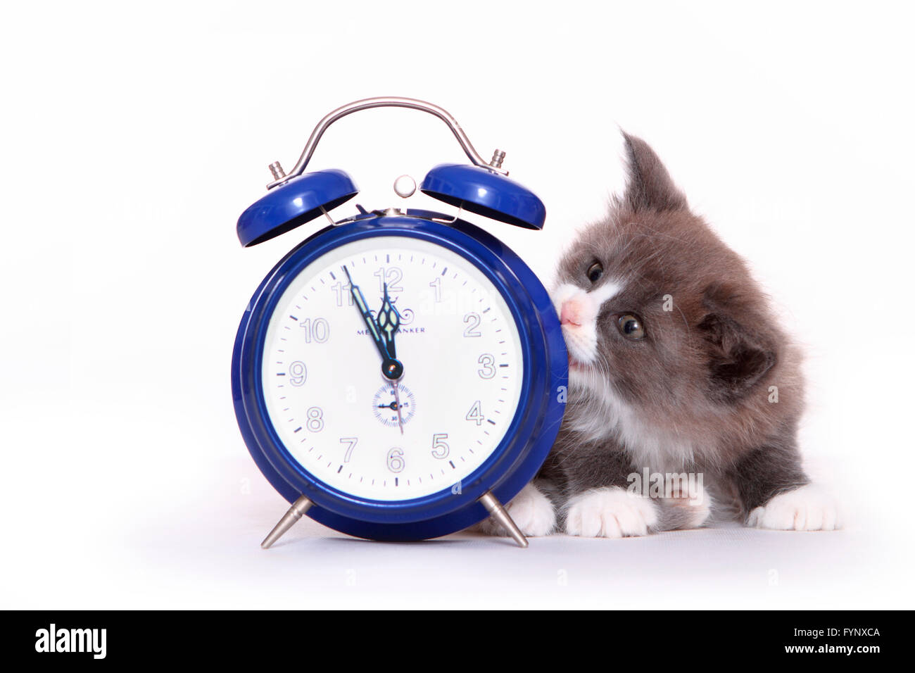 Norwegian Forest Cat. Kitten (6 weeks old) next to an alarm clock ...