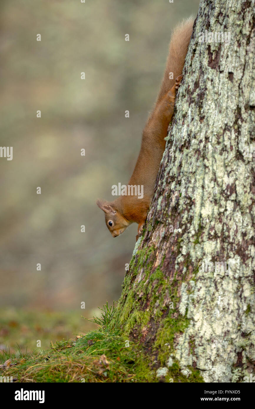 Red squirrel climbing down tree in woodland Stock Photo - Alamy