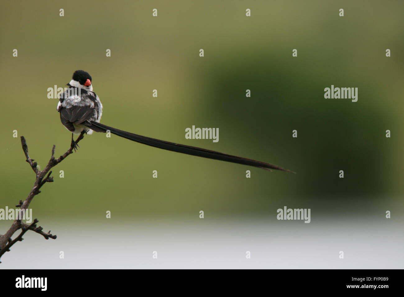 Bokeh wildlife hi-res stock photography and images - Alamy