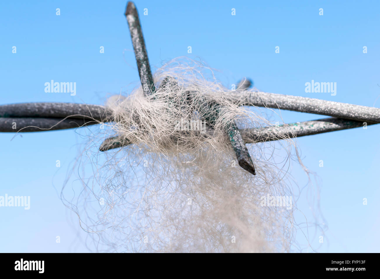 Sheep wool caught on barbed wire Stock Photo - Alamy