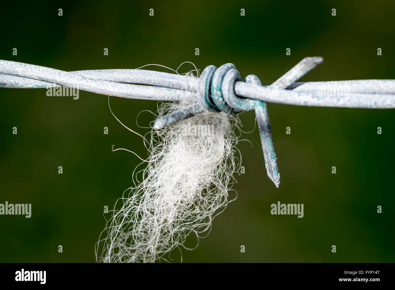 Sheep wire hi-res stock photography and images - Alamy