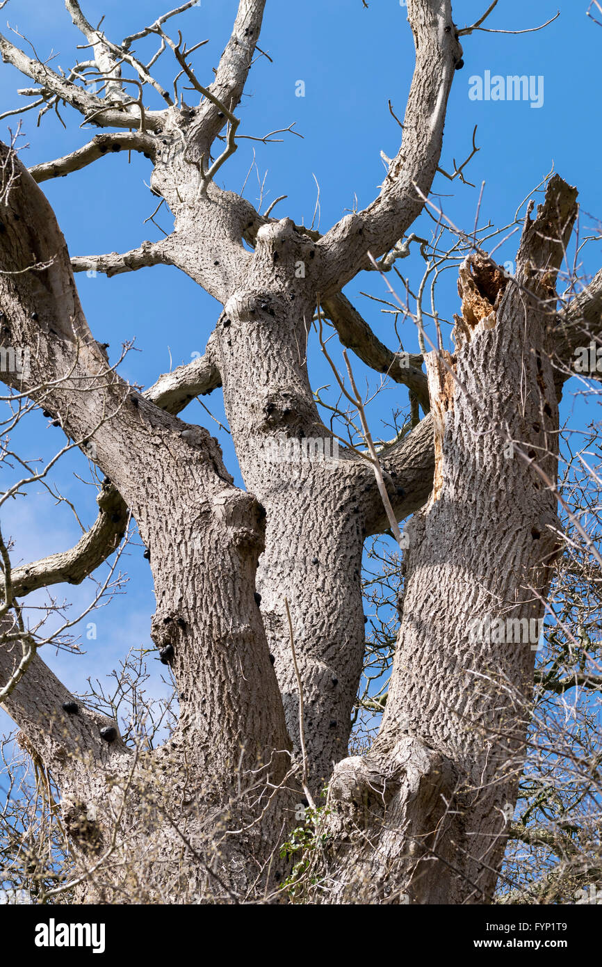 Dead Oak tree in spring sunshine with blue sky Stock Photo - Alamy