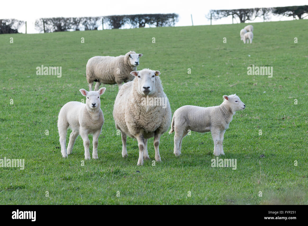 Spring Lambs in North Wales Stock Photo - Alamy