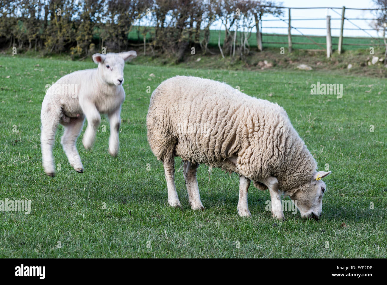 Jumping spring lamb hi-res stock photography and images - Alamy