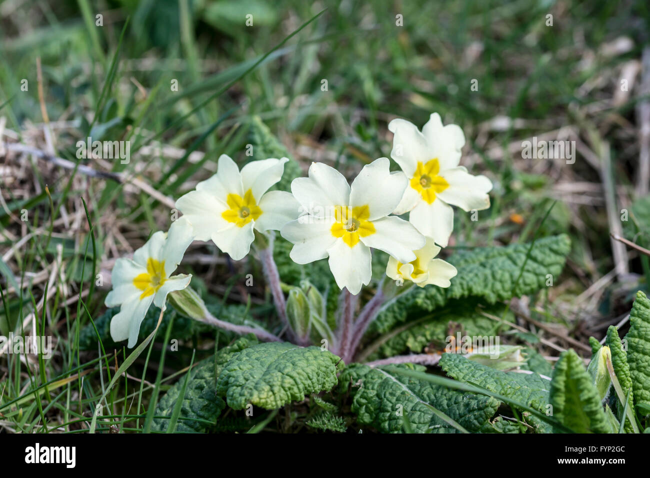 Wild primrose hi-res stock photography and images - Alamy