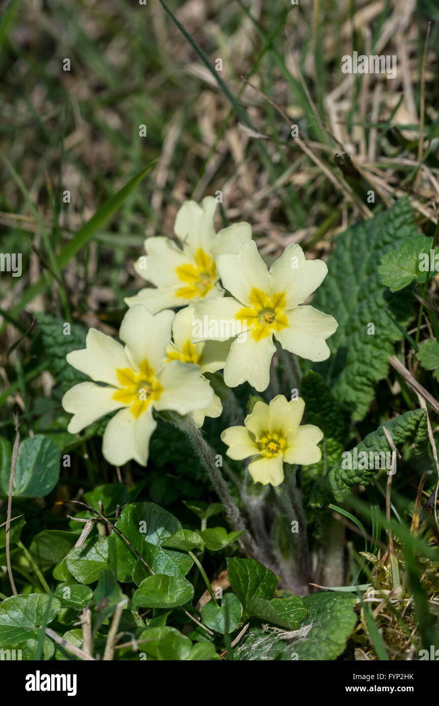 Wild primrose hi-res stock photography and images - Alamy