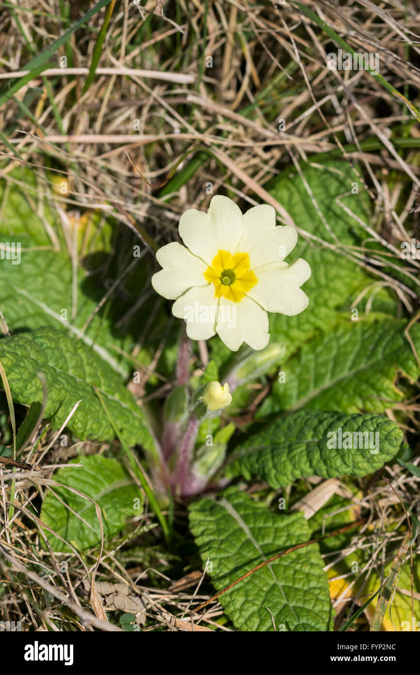 Wild primrose hi-res stock photography and images - Alamy