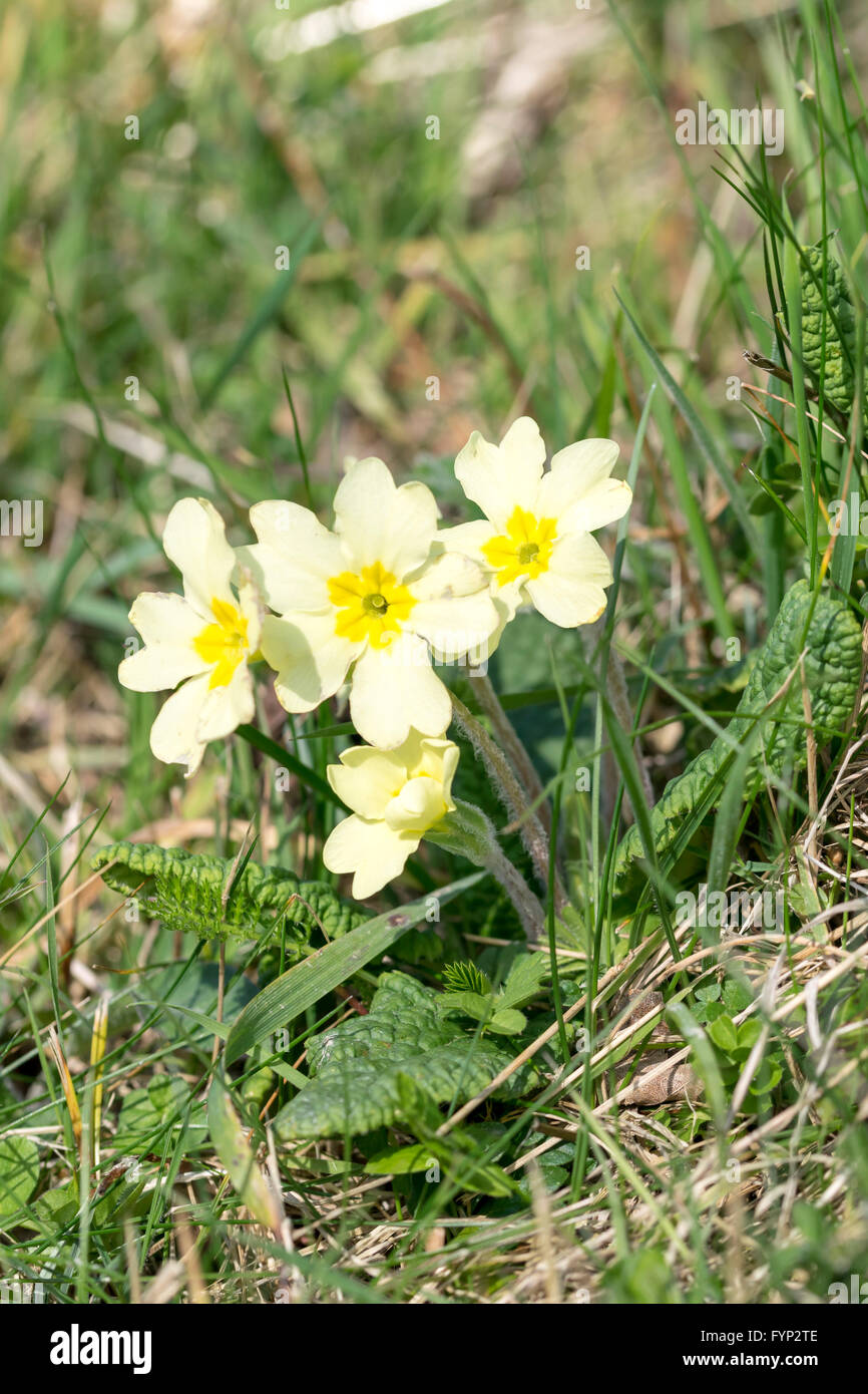 Wild primrose hi-res stock photography and images - Alamy