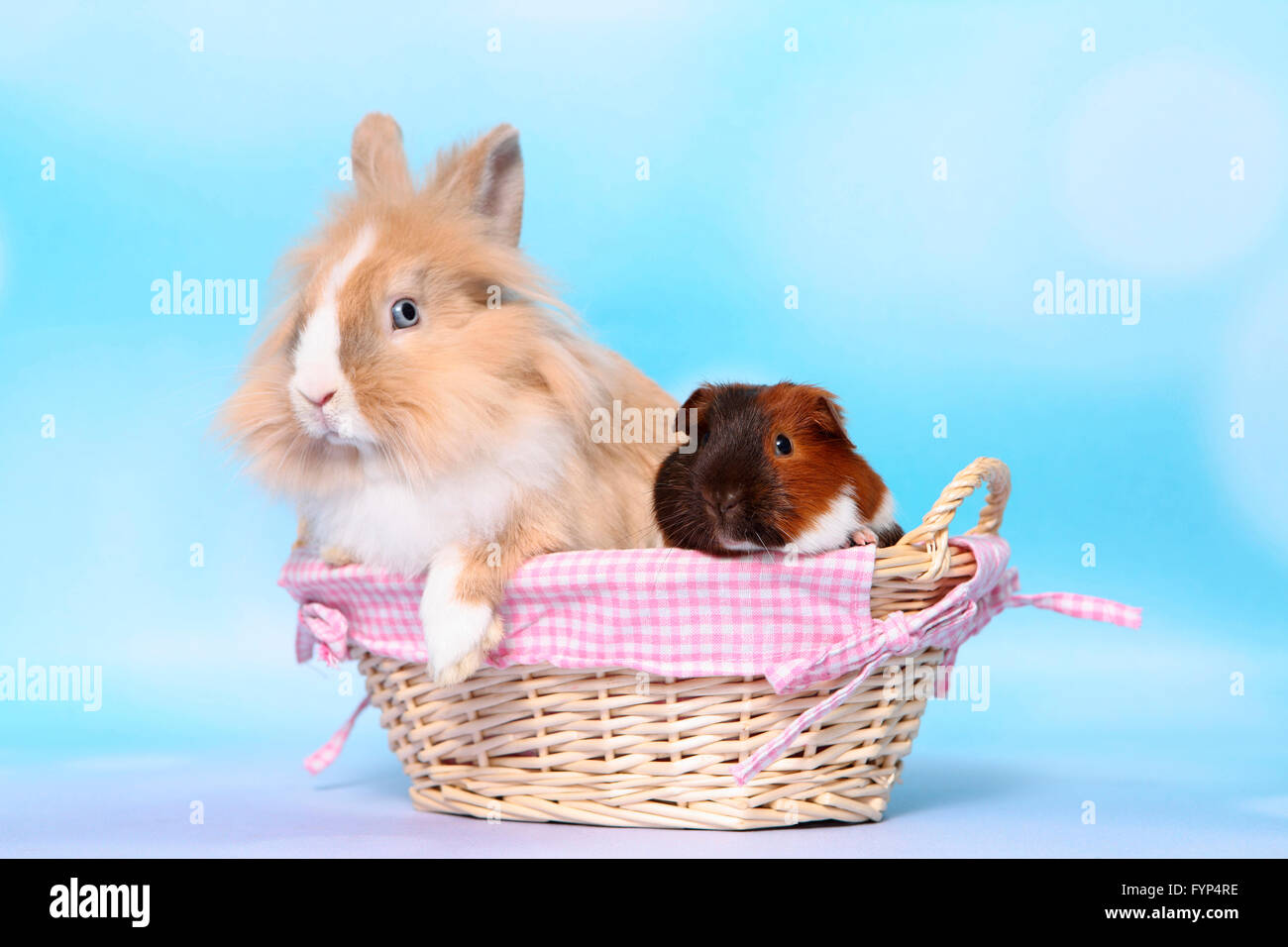 Lion-headed Dwarf rabbit and Smooth-haired Guinea Pig sitting in a ...