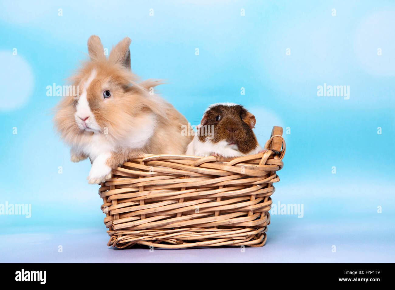 Lion-headed Dwarf rabbit and Smooth-haired Guinea Pig sitting in a ...
