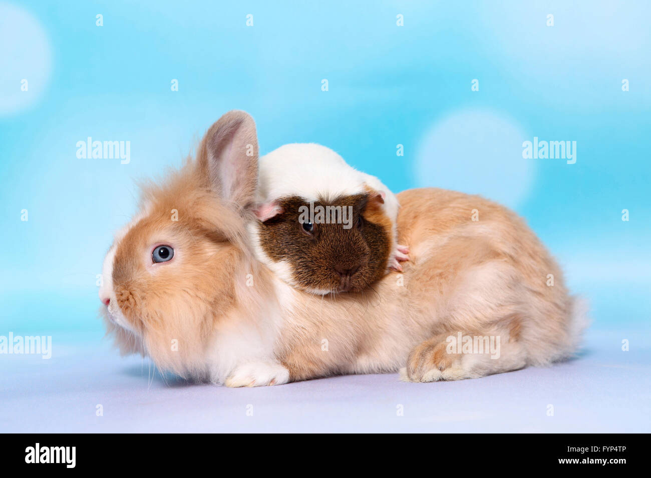 Smooth-haired Guinea Pig on Lion-headed Dwarf rabbit. Studio picture ...