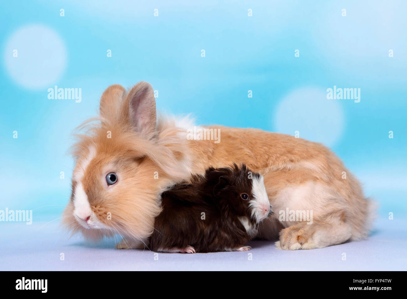 Lion-headed Dwarf rabbit and young Abyssinian Guinea Pig sitting next ...