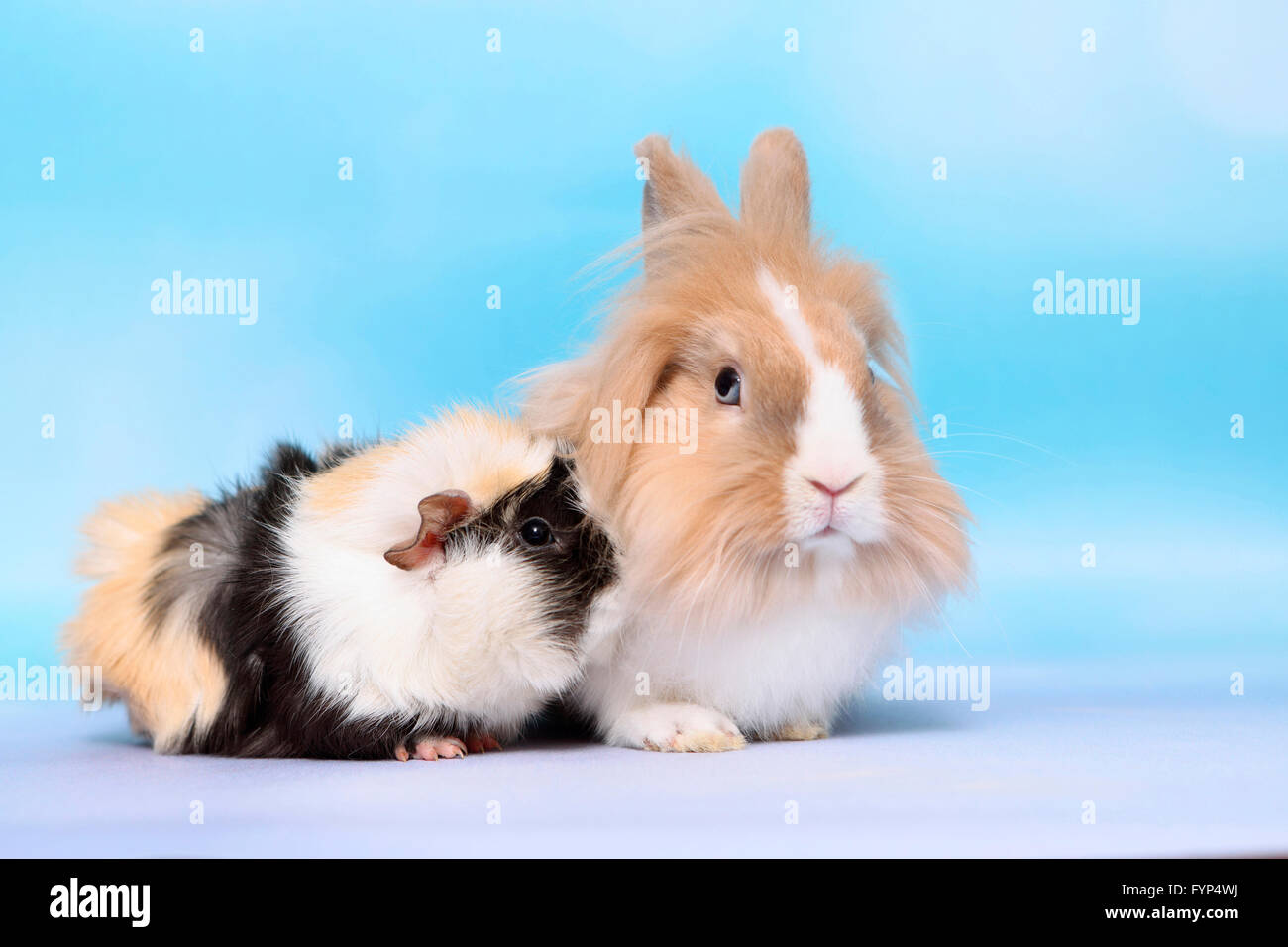 Lion-headed Dwarf rabbit and Abyssinian Guinea Pig sitting next to each ...