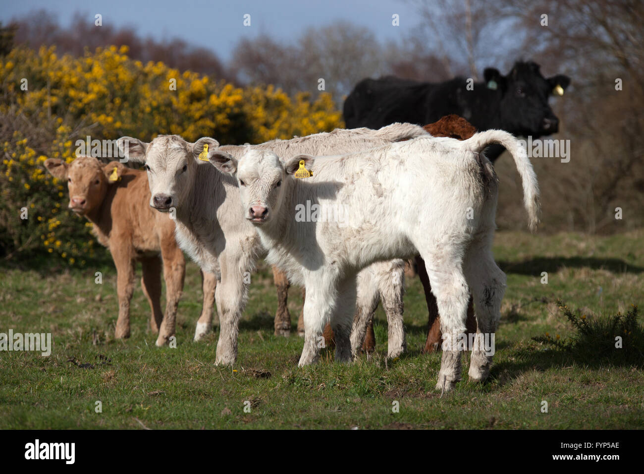 The Wales Coastal Path in Anglsey. Picturesque spring view of calves ...