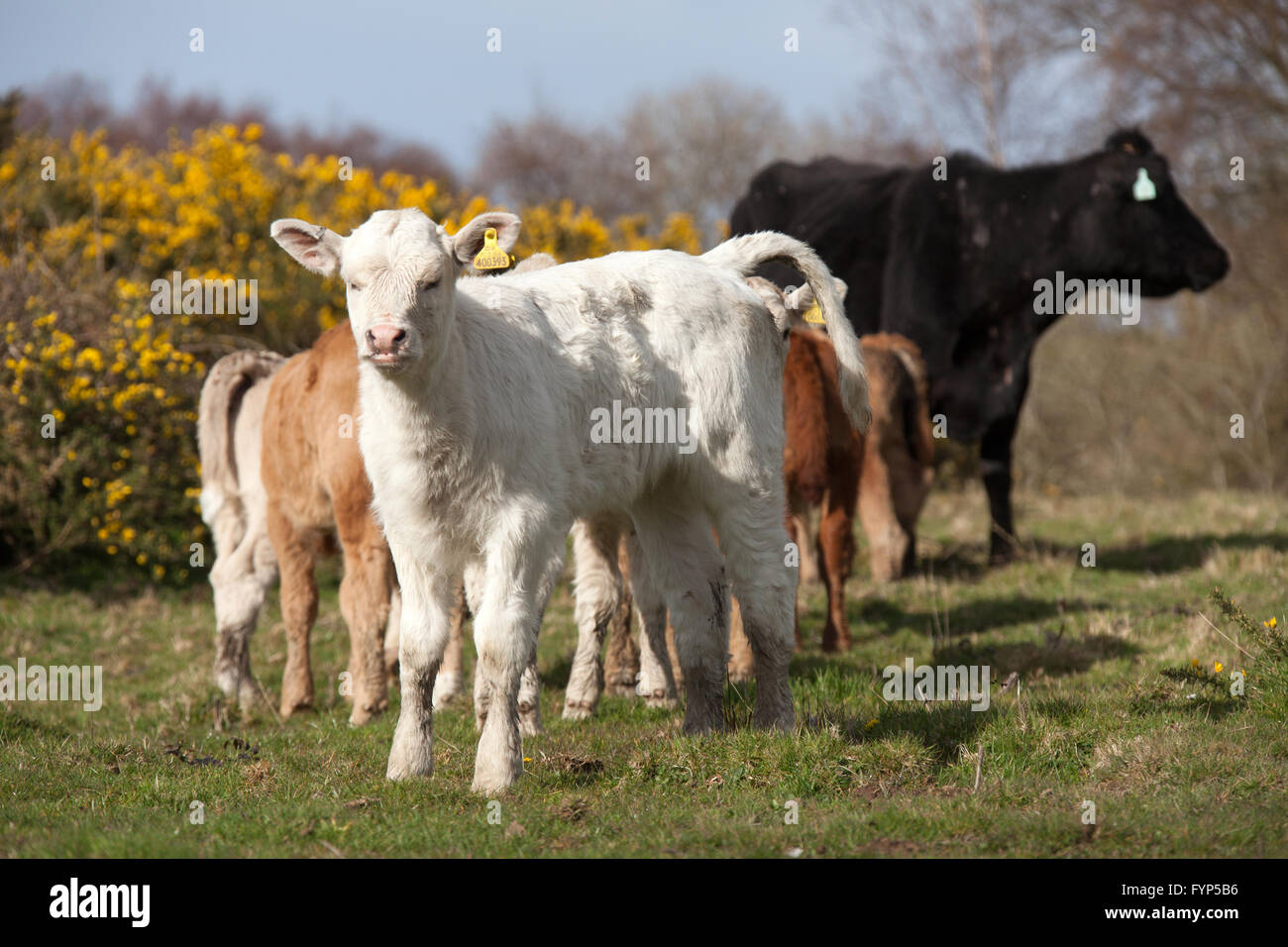 The Wales Coastal Path in Anglsey. Picturesque spring view of calves ...