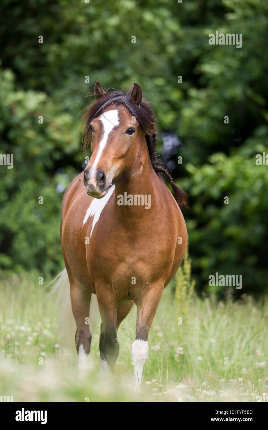 German Riding Pony. Skewbald gelding standing on a pasture. Germany ...