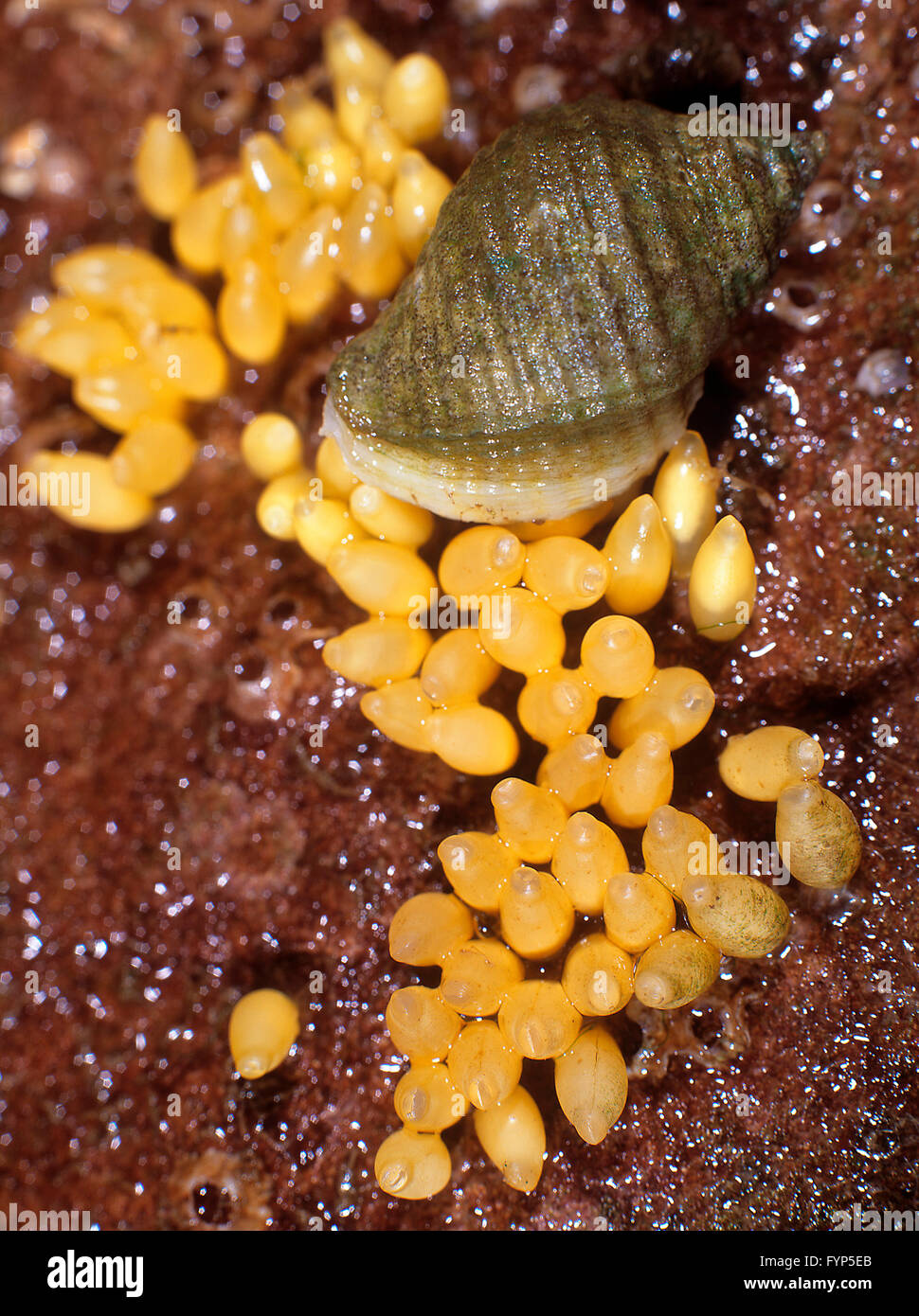 Dog Whelk (Nucella lapillus) laying eggs. North Sea, Great Britain ...
