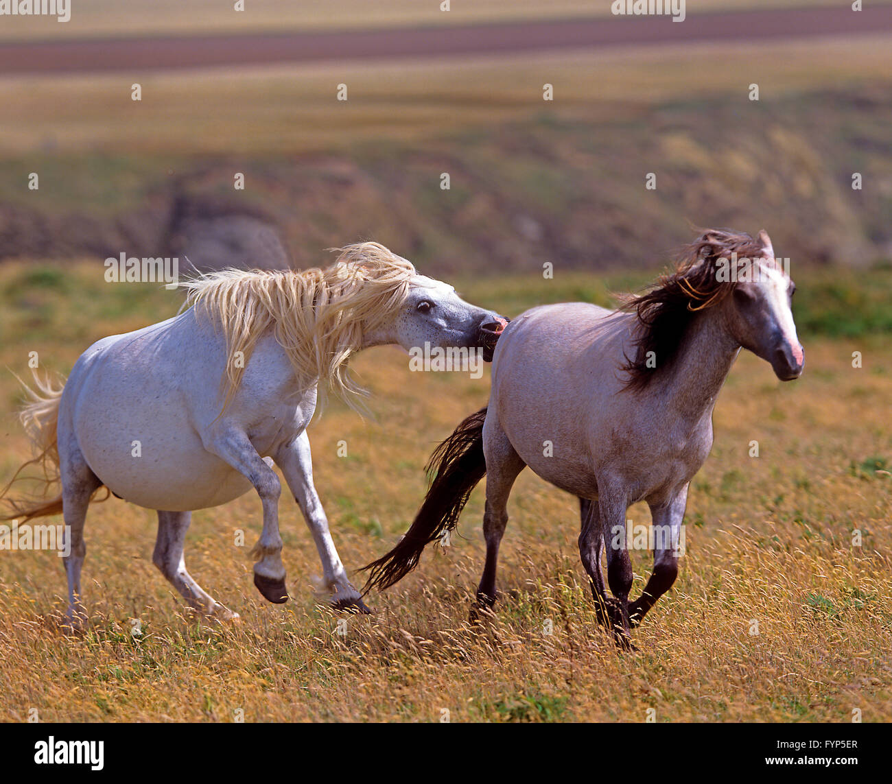 Welsh Mountain Pony. Mare chasing away young mare. Snowdonia National ...