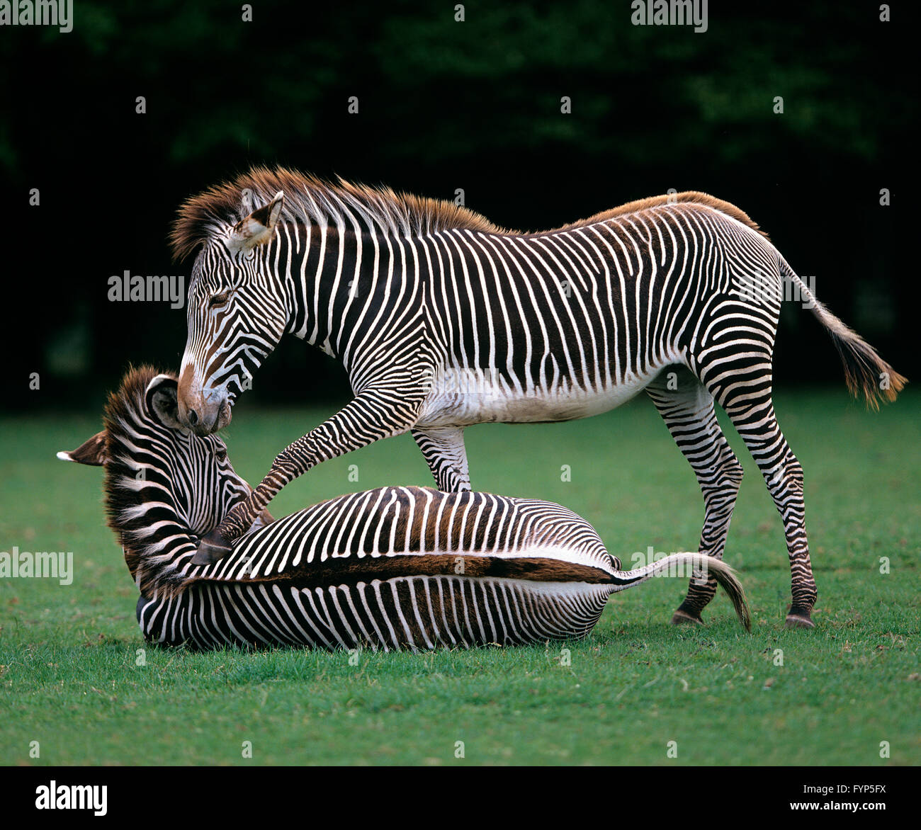 Grevys Zebra (Equus grevyi). Adult kicking lying mate, a demand to ...