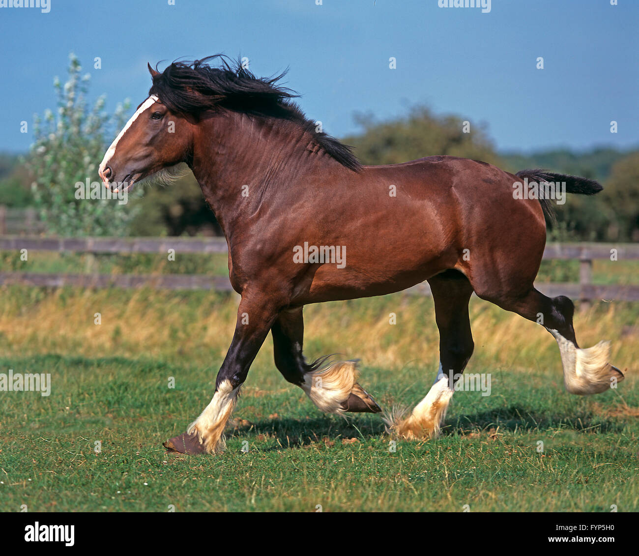 Shire Draft Horse Trotting