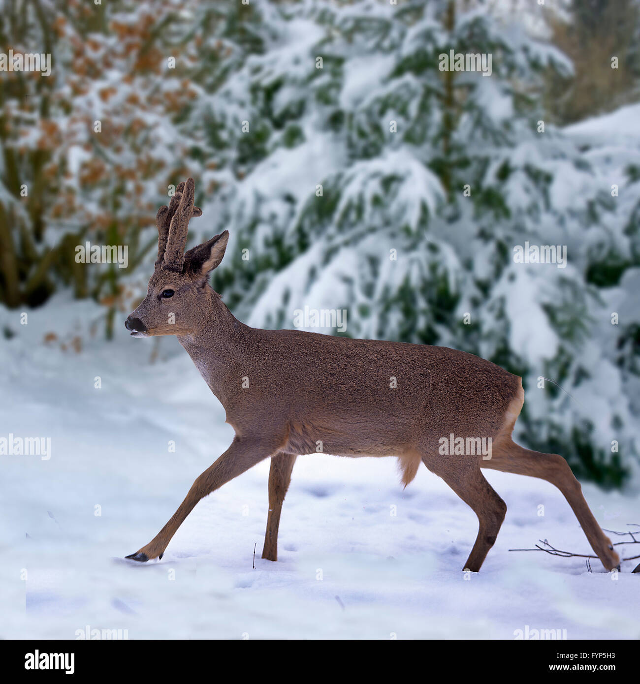 European Roe Deer (Capreolus capreolus). Male walking in snow, Germany ...
