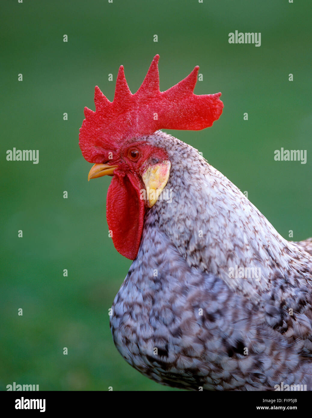 Domestic Chicken, Japanese Bantam, Chabo (Gallus gallus domesticus ...