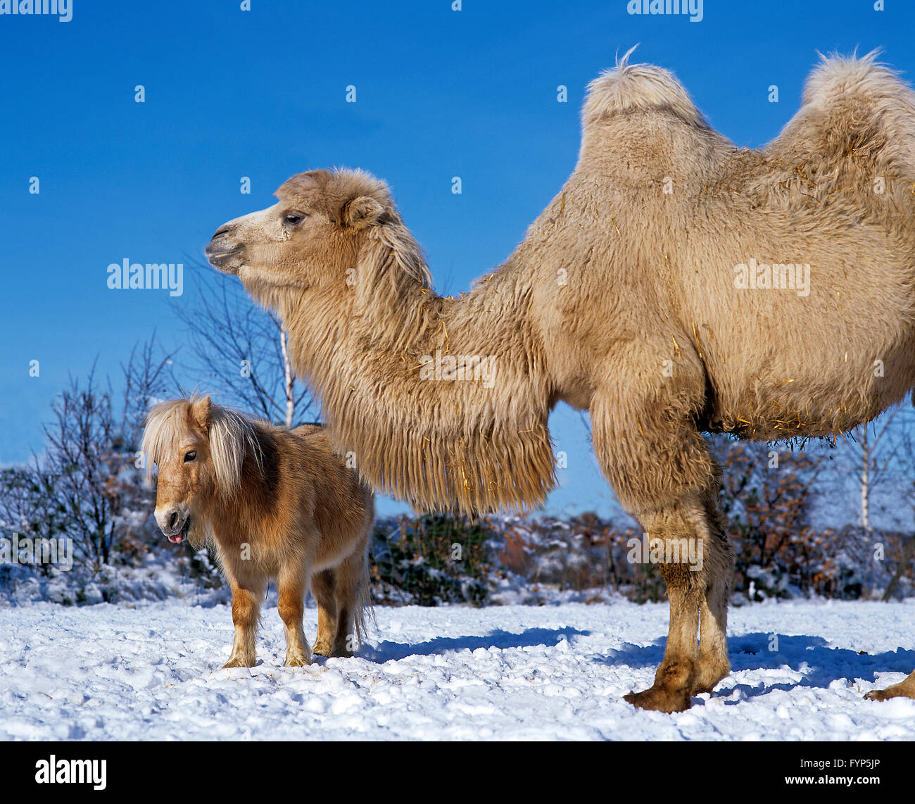 Shetland Pony. Adult horse and Bactrian Camel standing next to each ...