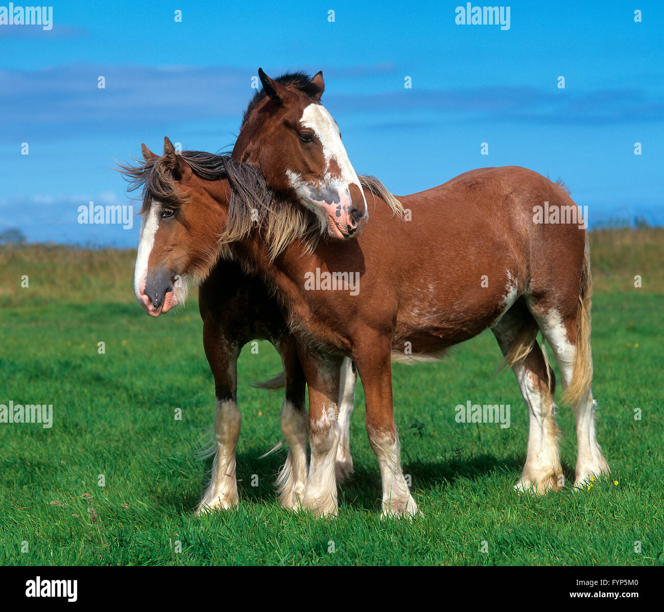 Clydesdale horses scotland hi-res stock photography and images - Alamy