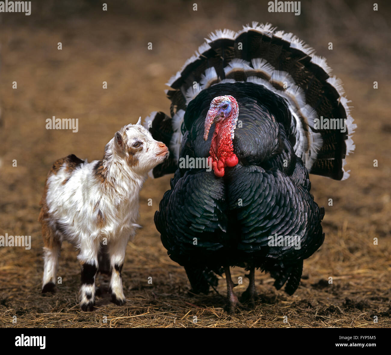 Animal friendship: Displaying male turkey and Pygmy Goat kid on straw ...