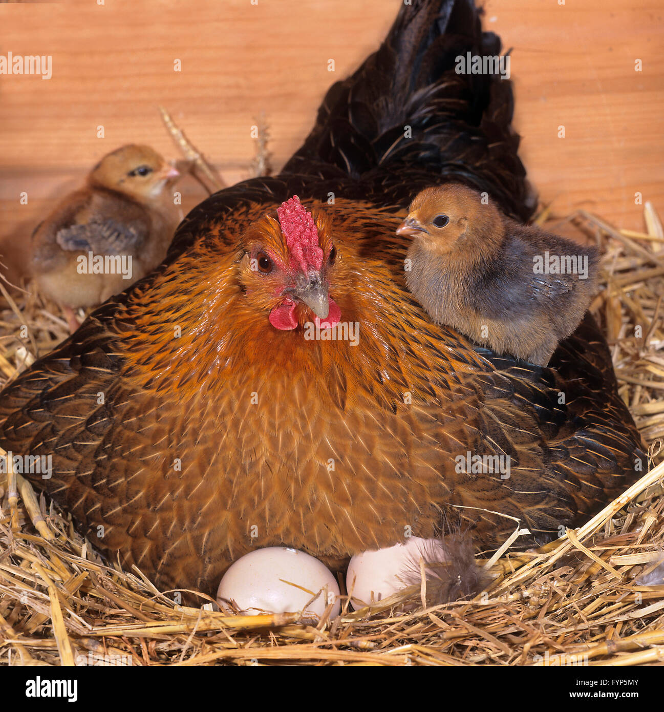 Domestic Chicken. Sitting hen in a henhouse with two newly hatched ...