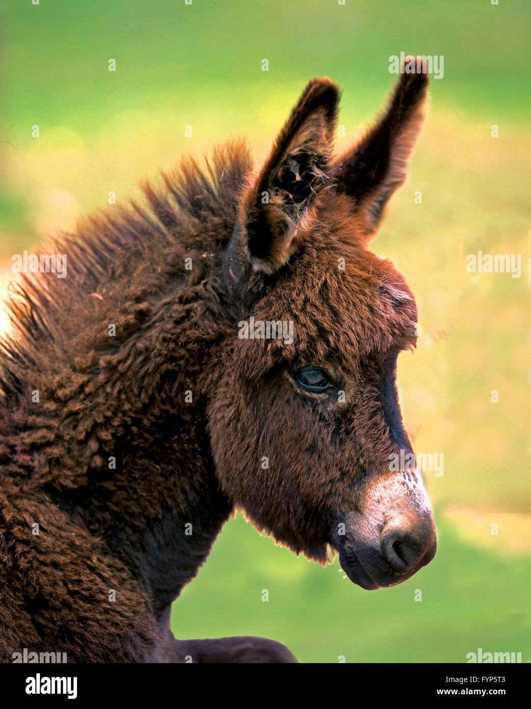 Poitou Donkey. Portrait of a foal, lying on a pasture. Germany Stock ...