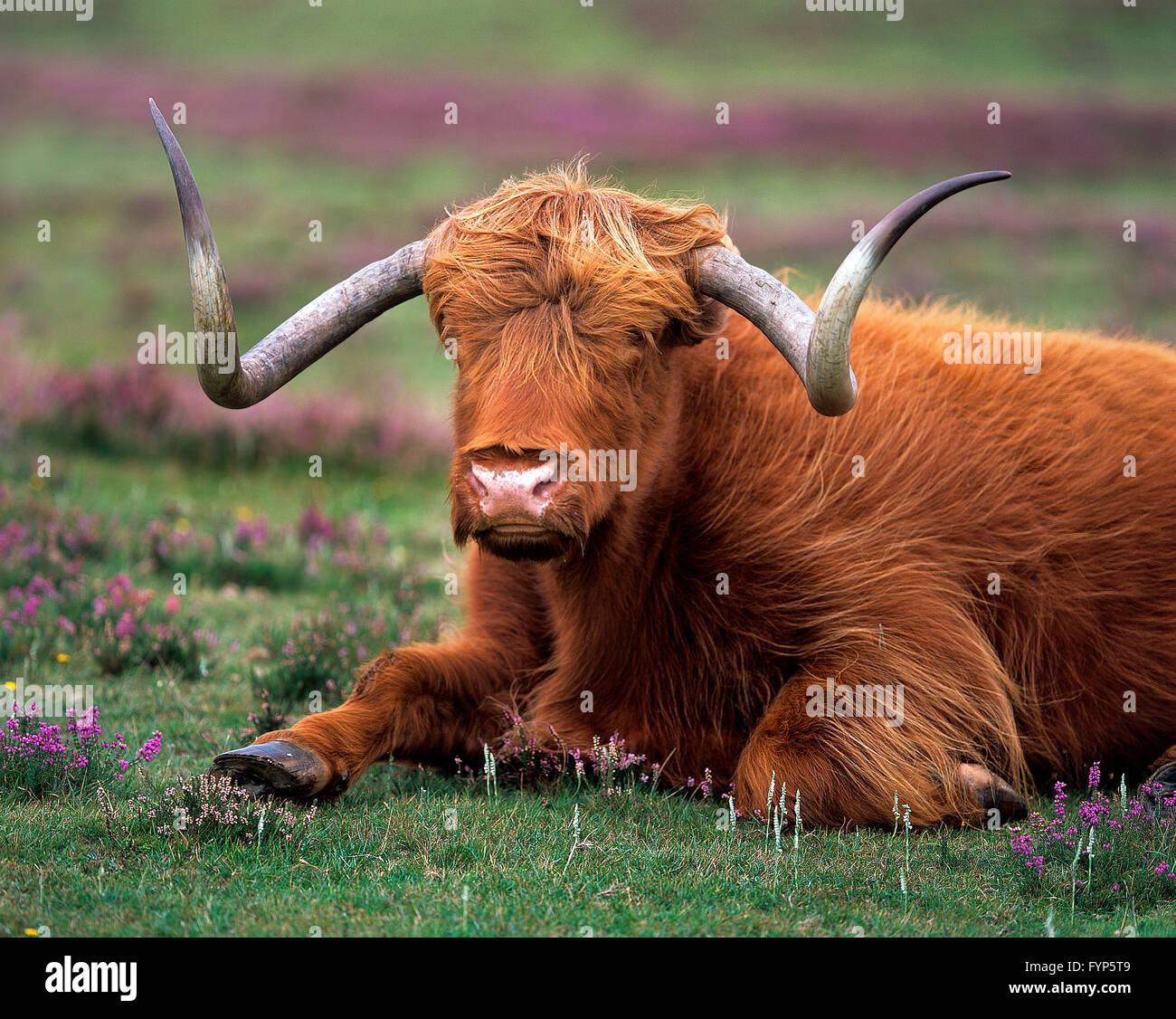 Highland cattle. Bull lying on a pasture, Scotland Stock Photo - Alamy