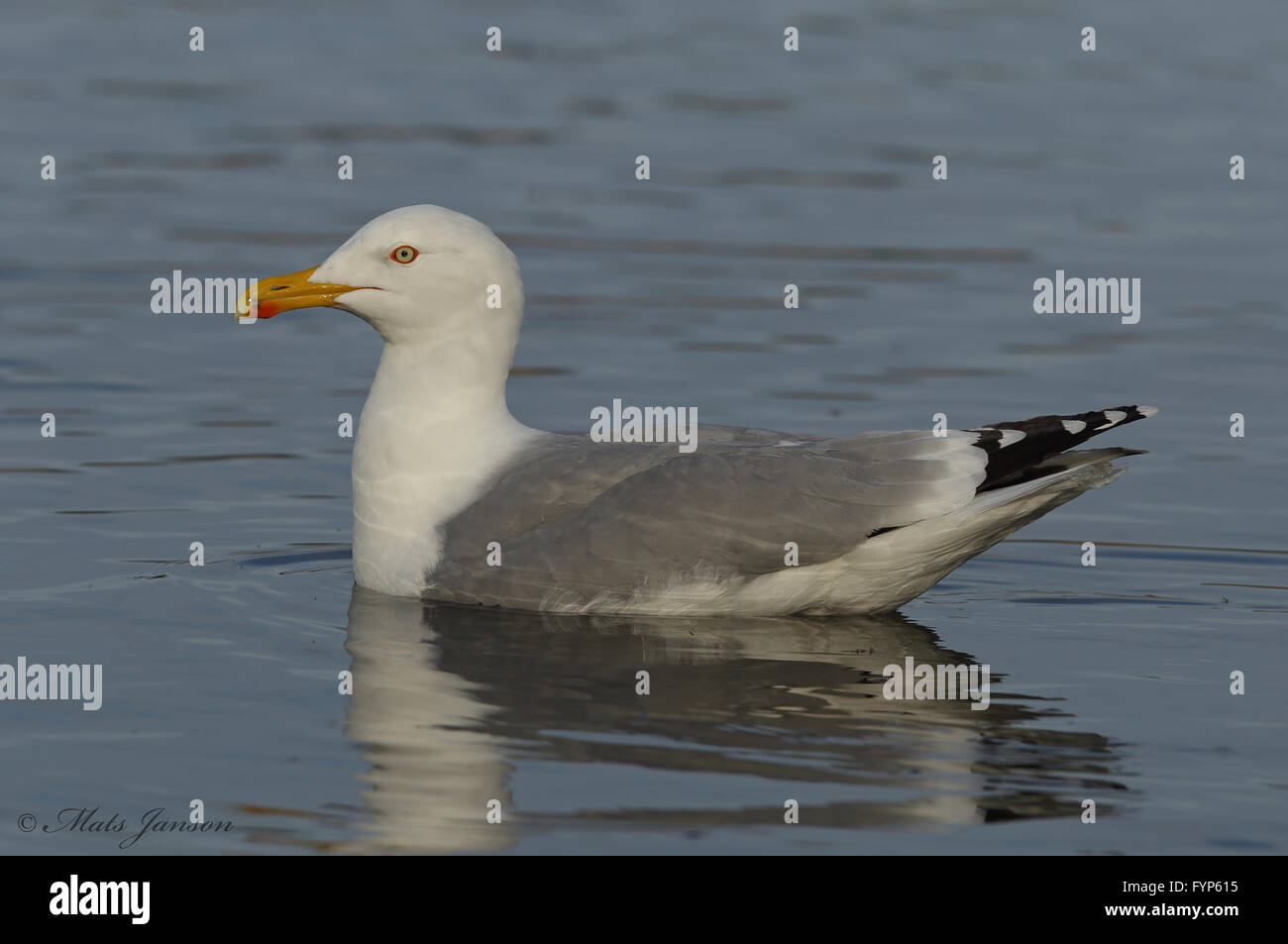 Swimming gulls hi-res stock photography and images - Alamy