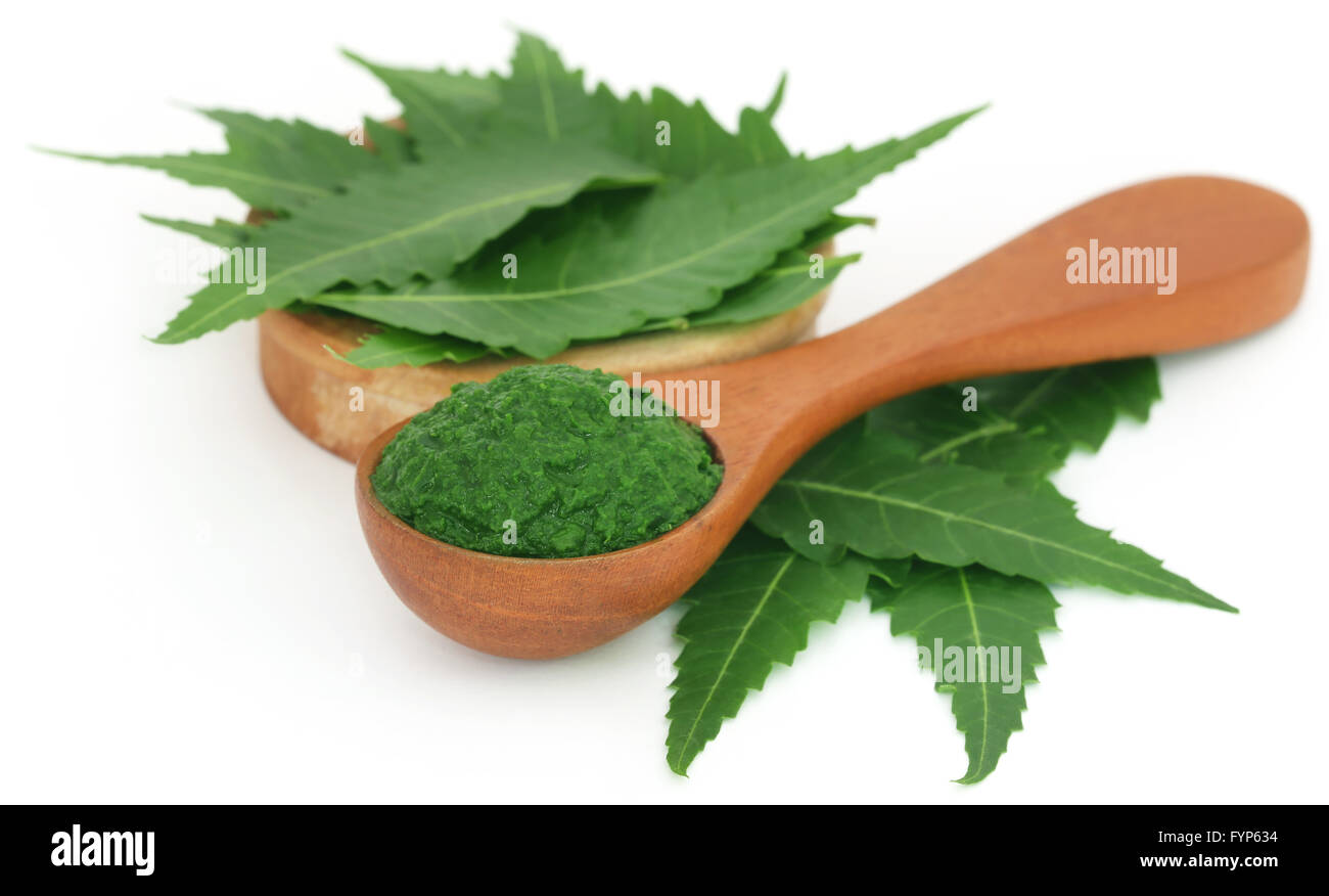 Medicinal neem leaves with ground paste over white background Stock ...